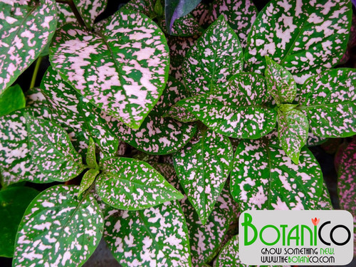 Hypoestes confetti 'Mixed' | Botanico