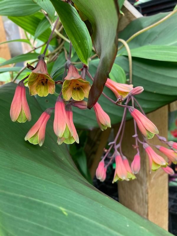 Bomarea edulis | Botanico