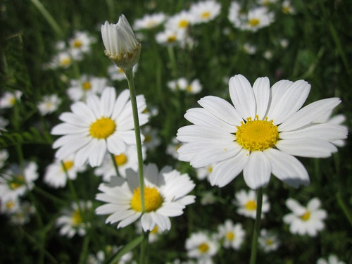 Anthemis arvensis | Botanico