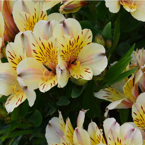 Alstroemeria inca 'Sundance' | Botanico