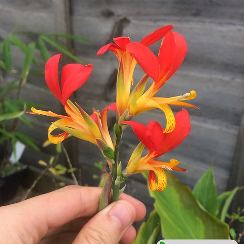Canna patens | Botanico