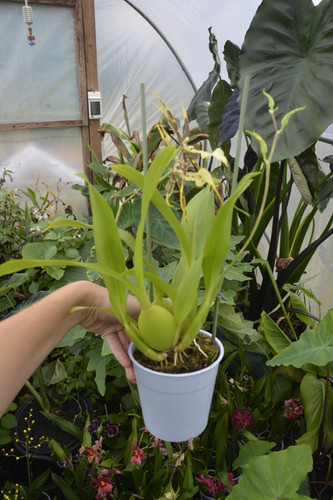 Brassia 'Shelob Tolkien Light Form' | Botanico