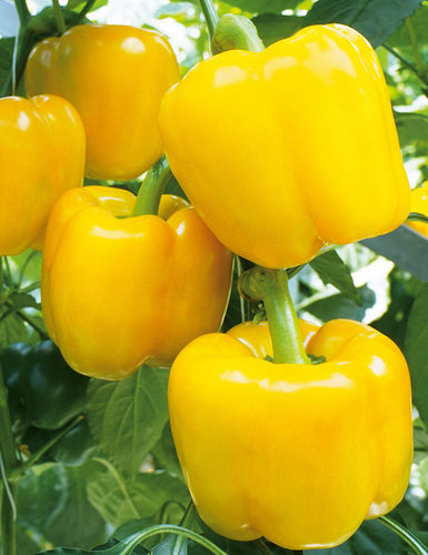 Capsicum annuum Beluga® Yellow | Botanico