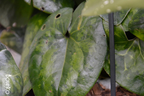 Asarum 'Ling ling' | Botanico