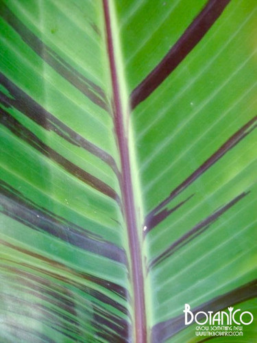 Musa sikkimensis 'Red Tiger' | Botanico