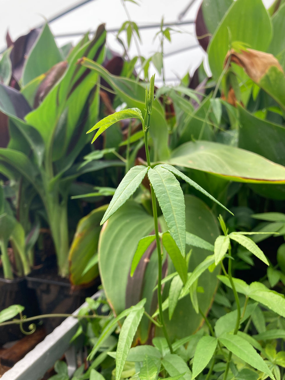 Passiflora coactilis | Botanico