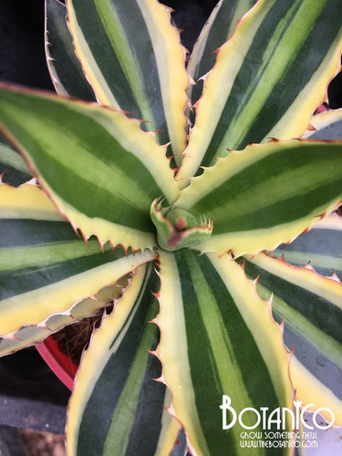 Agave lophantha 'Tricolor' | Botanico