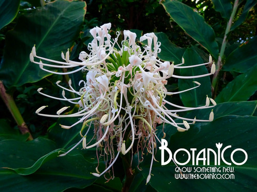 Hedychium thyrsiforme | Botanico