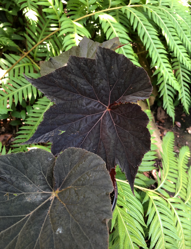 Begonia 'Dark side of the moon' | Botanico