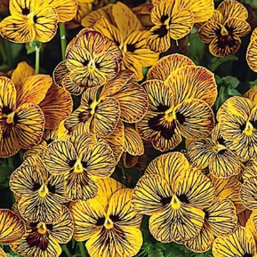 Viola x cornuta Twix Special Tiger Eye | Botanico