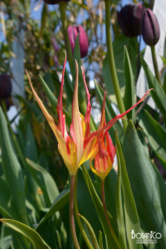 Tulip acuminata | Botanico
