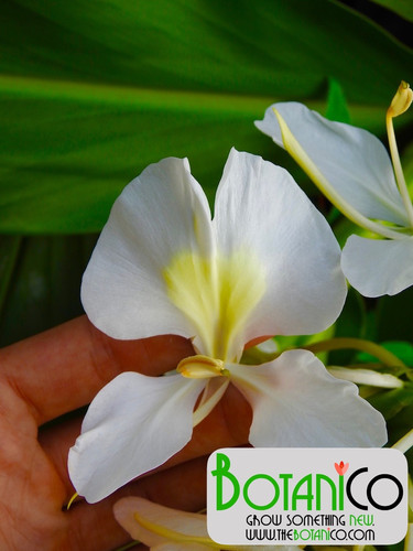 Hedychium coronarium var. chrysoleucum 'Gold Spot' | Botanico