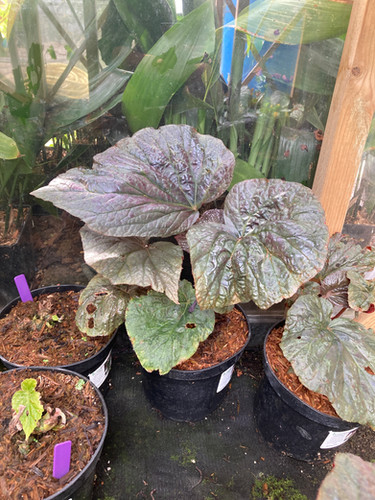 Begonia U508 | Botanico
