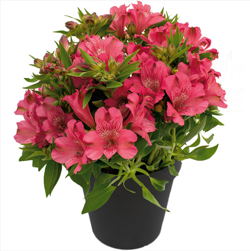 Alstroemeria Inca Candy | Botanico