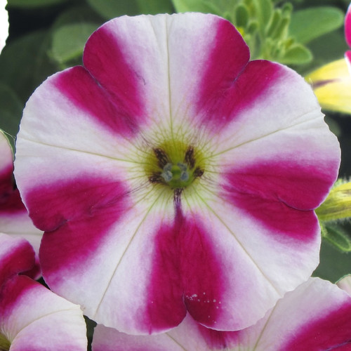 Petunia Magenta Star | Botanico