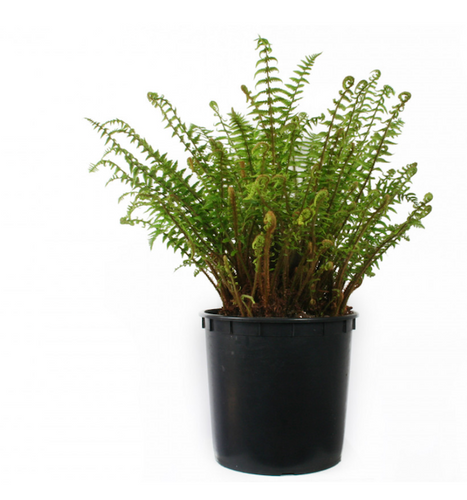 Dryopteris affinis | Botanico