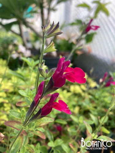 Salvia ‘Cherry lips’ | Botanico