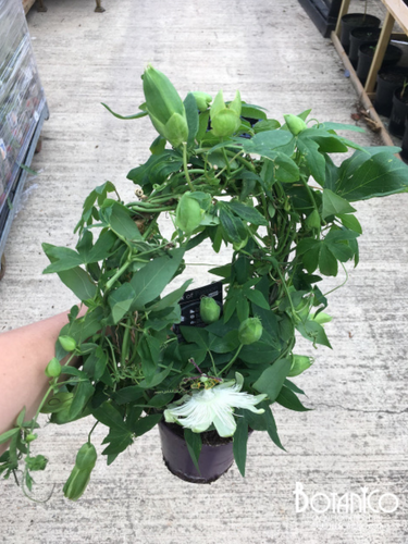 Passiflora 'Snow Queen' | Botanico