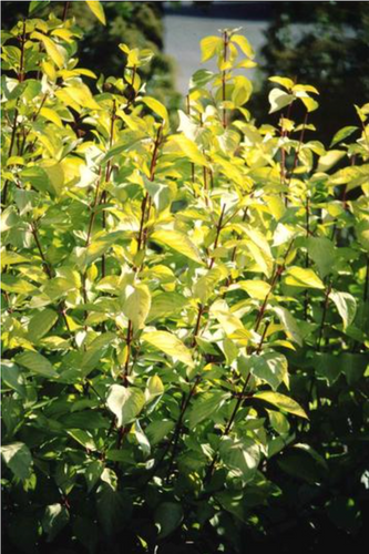 Cornus Alba Aurea | Botanico