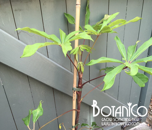 Schefflera rhododendrifolia | Botanico