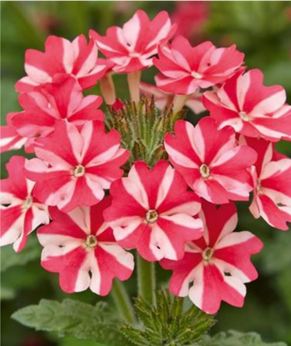 Verbena 'Samira Rose star’ | Botanico