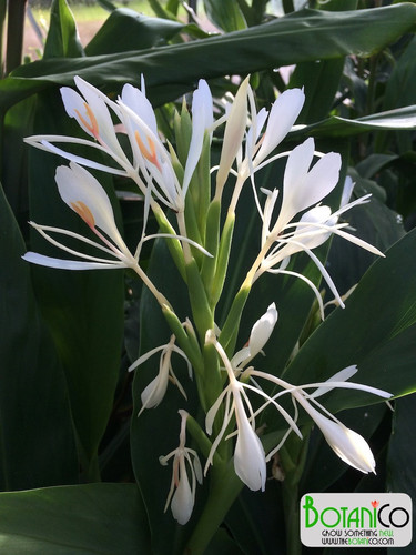 Hedychium forrestii (Hort) | Botanico