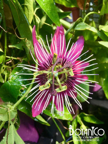 Passiflora 'Victoria' | Botanico