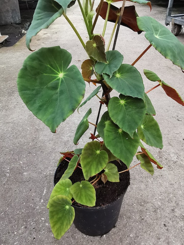 Begonia Marie Reed | Botanico