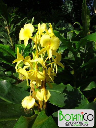Hedychium wardii | Botanico