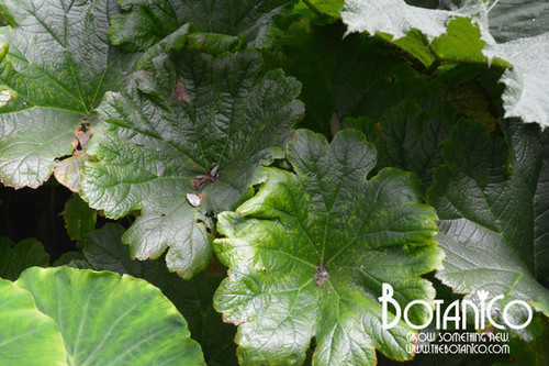 Darmera peltata | Botanico