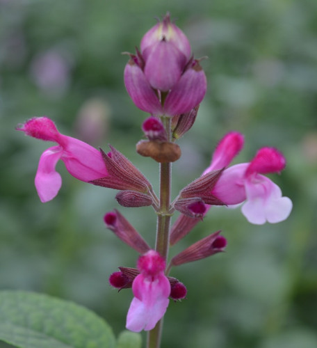 Salvia Pink Mulberry | Botanico