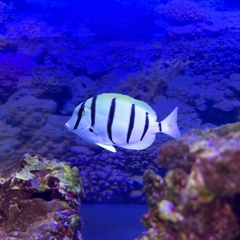 convict tang