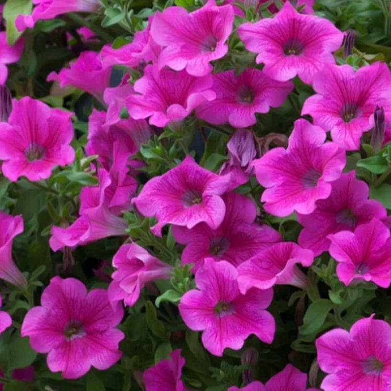 Order Online | Garlic Breath Farm