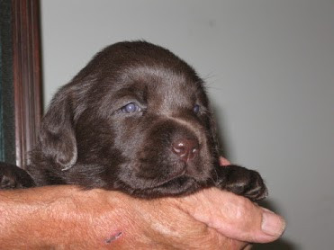 Labrador Puppies | Cabin Labradors