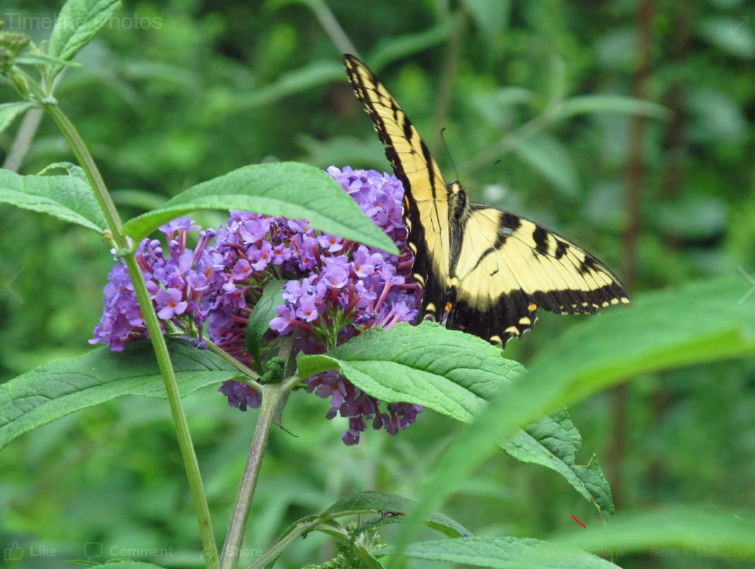 Fresh Meadows Wildlife Sanctuary