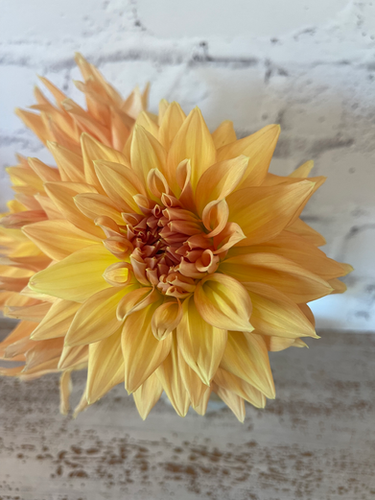BONAVENTURE | Dragon Meadow Dahlias