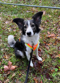 Julia Recker - psychologisch fundiertes Hundetraining | Hundetraining ...