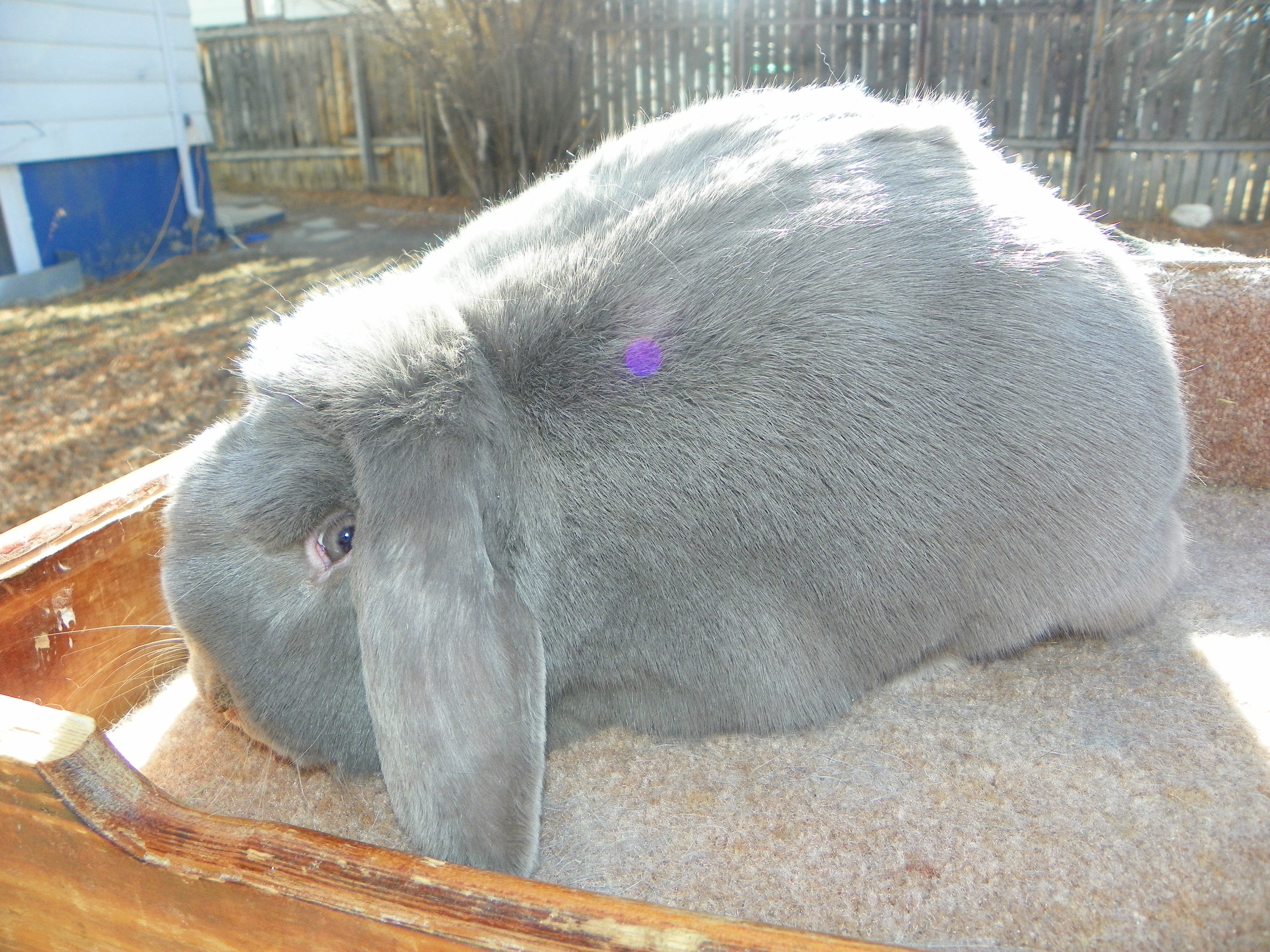 Mini Lop Color Guide | glacier-mini-lops