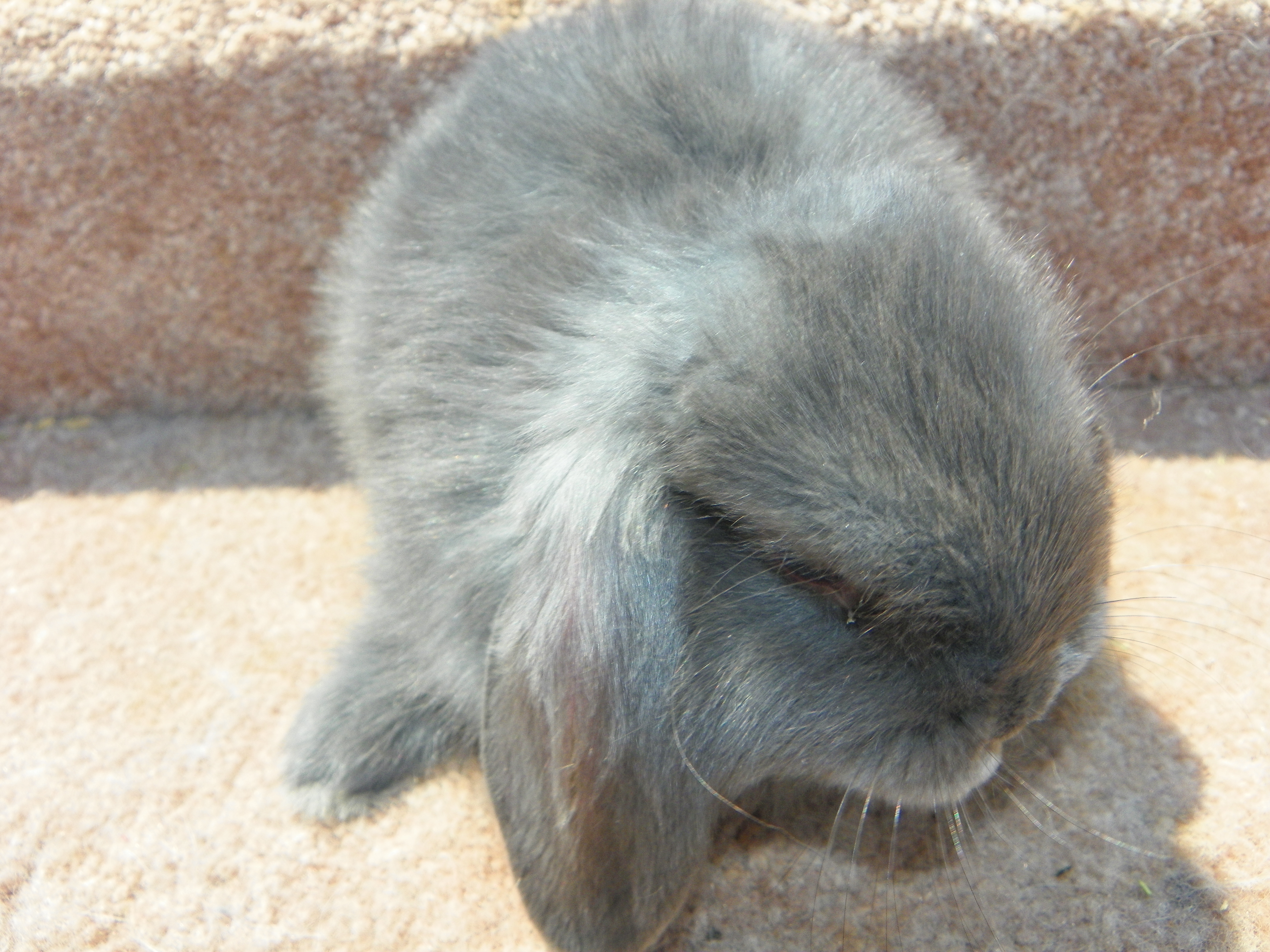 Mini Lop Color Guide | glacier-mini-lops