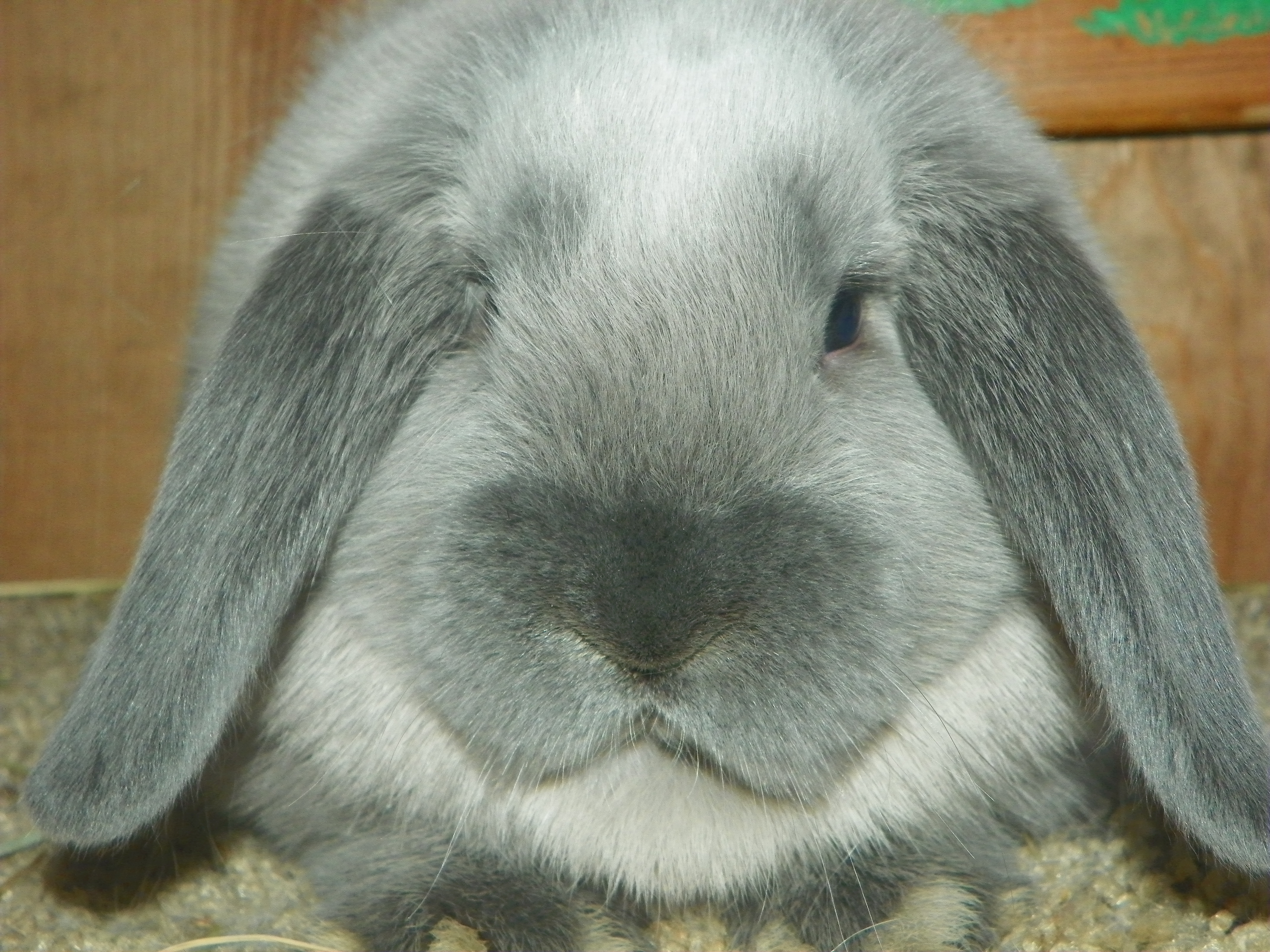 Mini Lop Color Guide | glacier-mini-lops