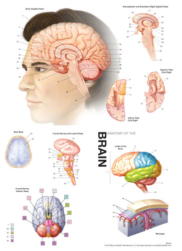 Brain Anatomy - Anatomical Wall Chart | BSI Catalog