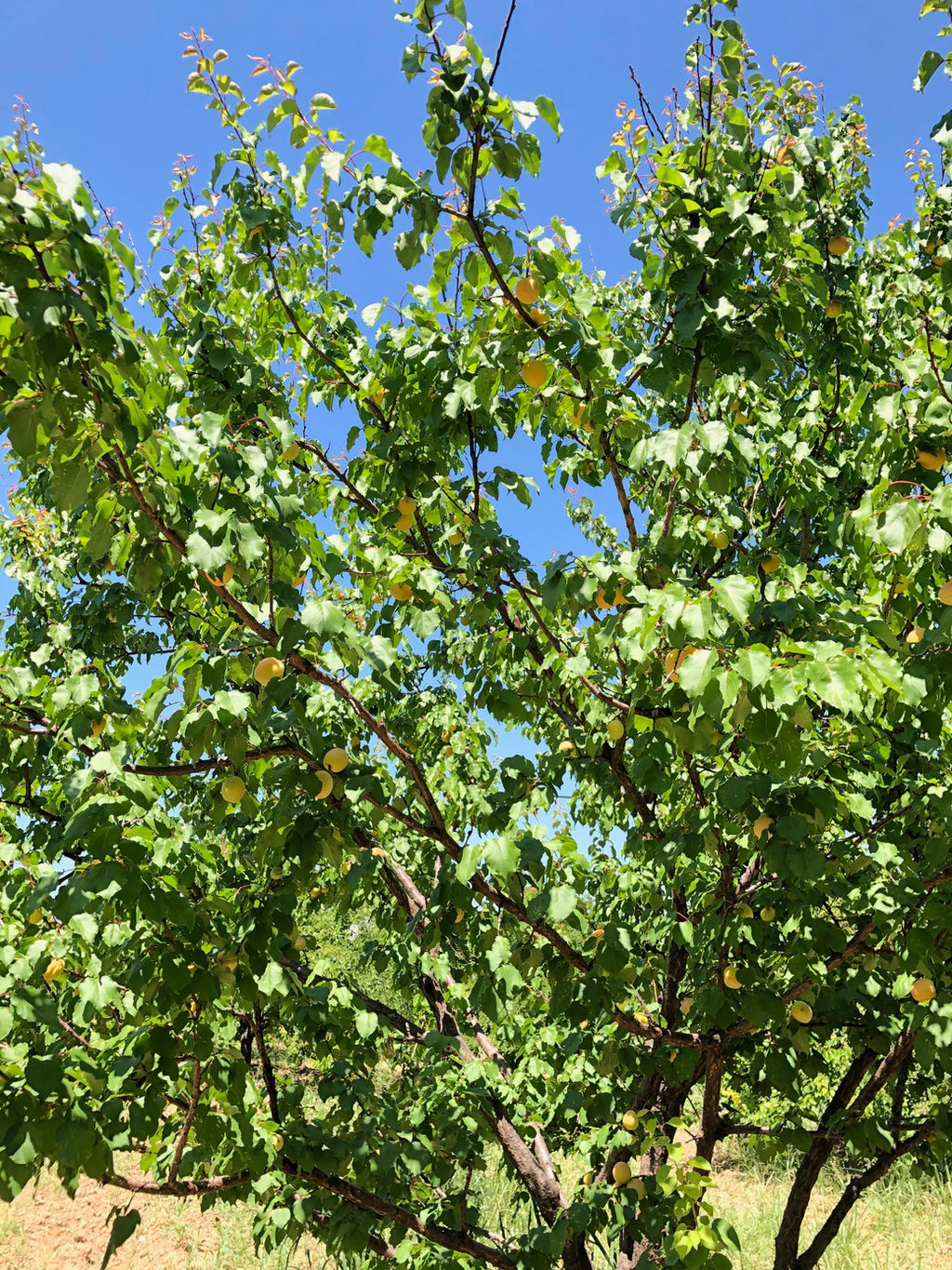 Home | Your broker for dried fruit and nuts