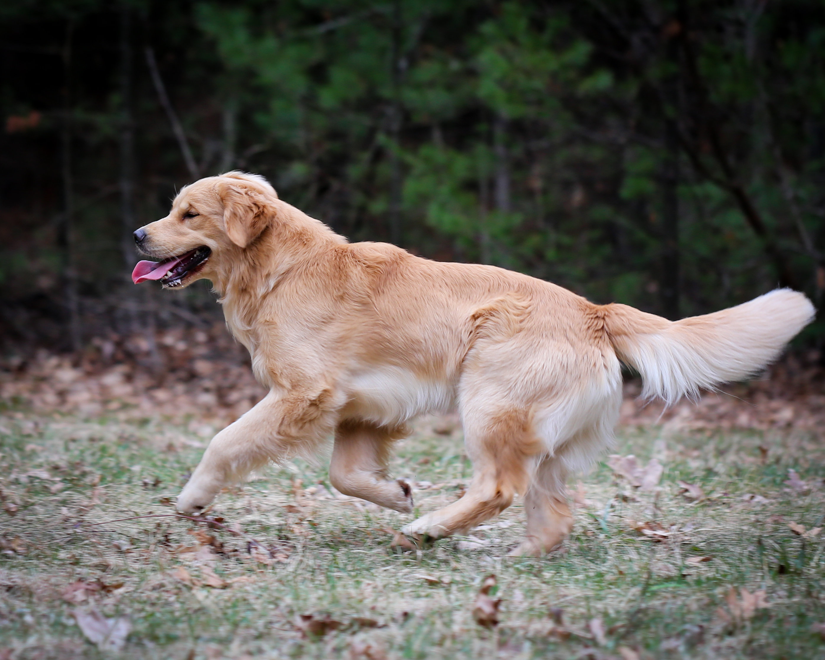 Heartstone Golden Retrievers | Golden Retriever Breeder, MA