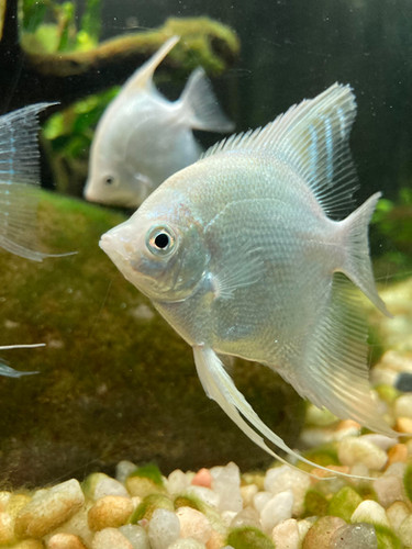 Platinum Angelfish | clearwateraquarium