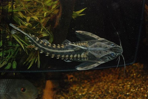 Megalodoras irwini Catfish | clearwateraquarium