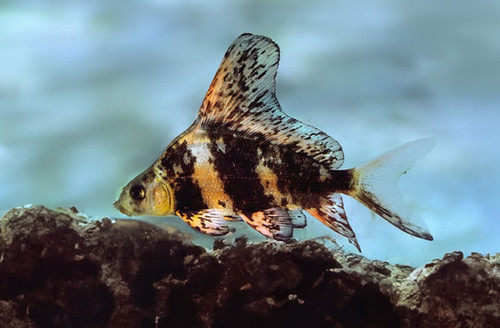 High Fin Shark | clearwateraquarium