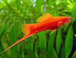 Swordtail (Xiphophorus helleri) | clearwateraquarium
