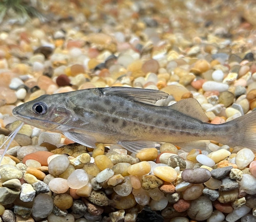 Four-line Pictus Catfish | clearwateraquarium