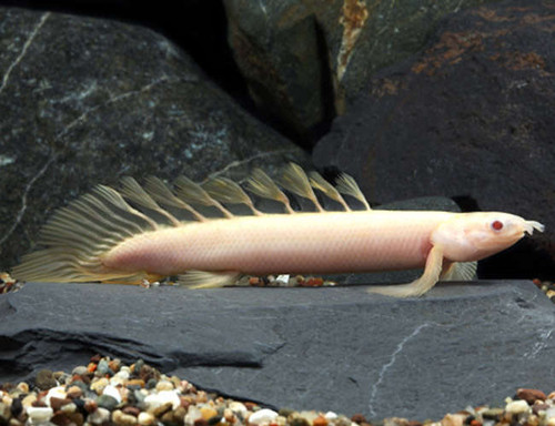 Albino Senegal Bichir | clearwateraquarium