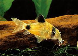 Panda Cory (Corydoras panda) | clearwateraquarium